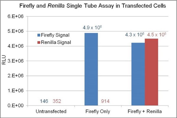 Firefly/Renilla Dual Luciferase Assay | SCT152